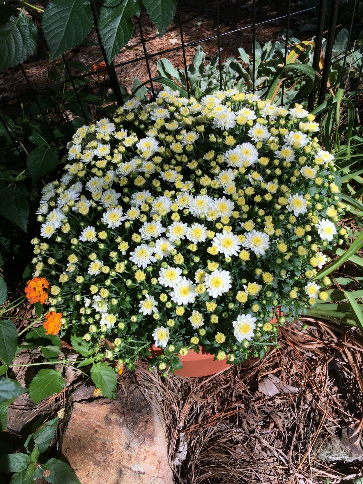 AIKEN MASTER GARDENERS: How to select the best mums and pumpkins