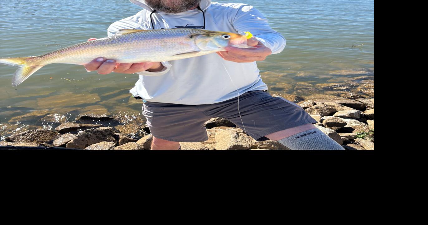 American shad fishing looking to pick up by spring
