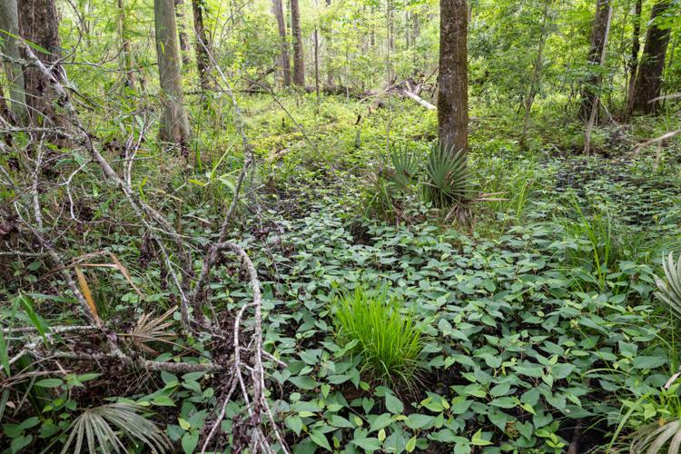 Photos: 2,700 acres of former Chelsea Plantation preserved