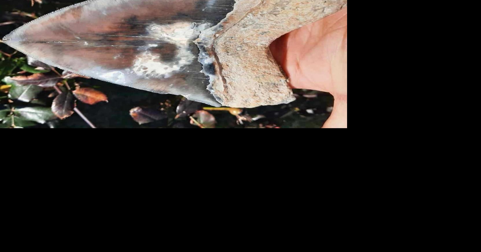 Man finds a 6.45-inch prehistoric shark tooth in Summerville ...