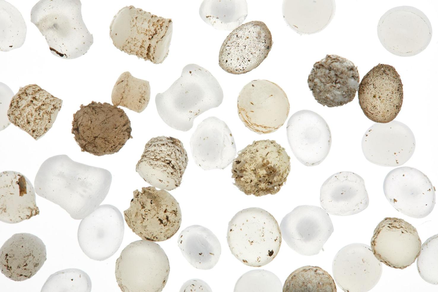 Plastic nurdles often wash ashore around Charleston Harbor