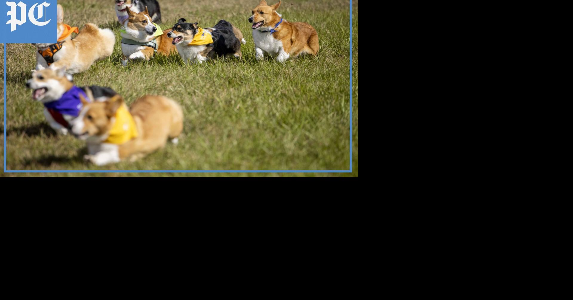 corgi running competition