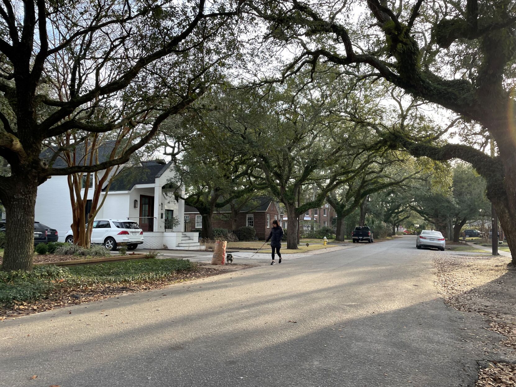 Charleston tree canopy, key to beating the heat, has shrunk