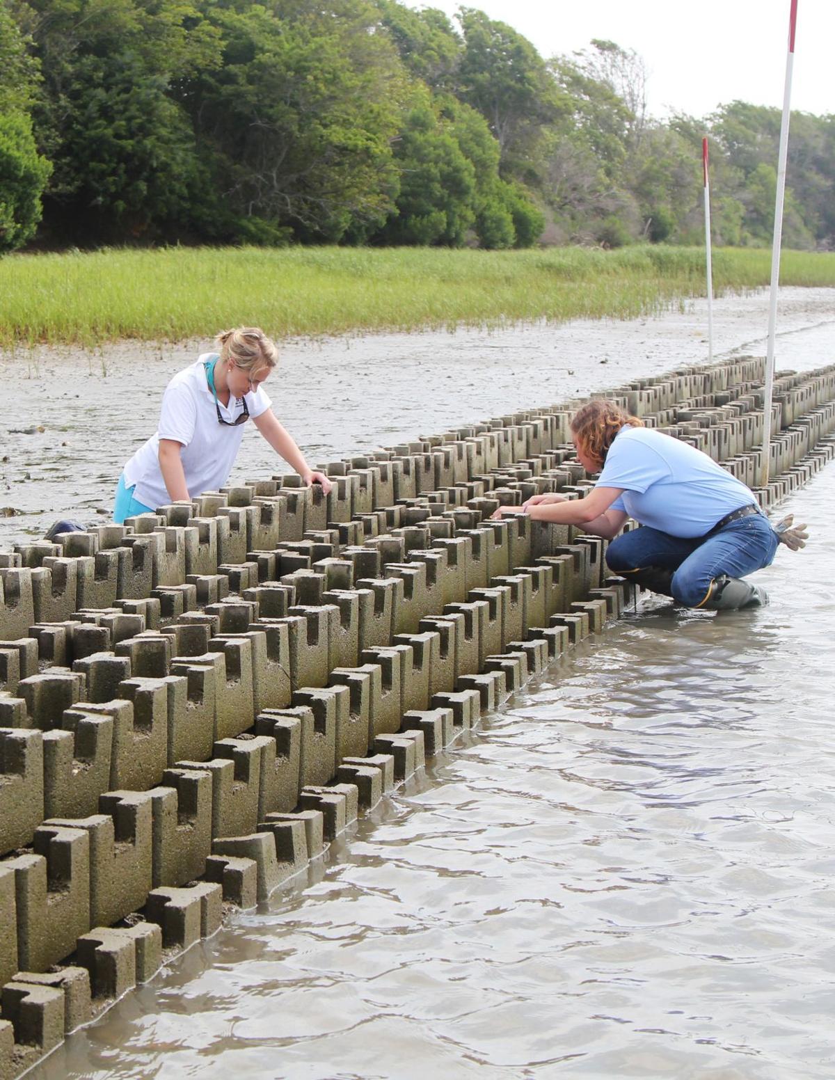 Conservationists build oyster habitat with concrete castles