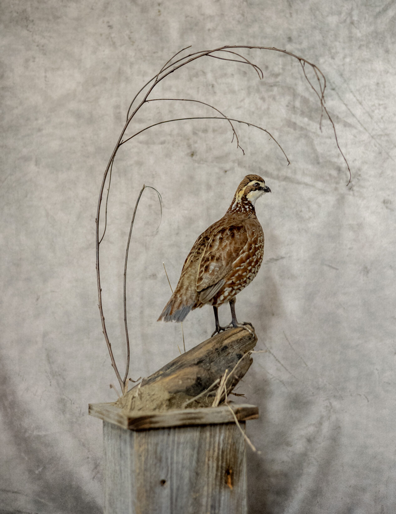 Bobwhite quail population rises; hunting tradition continues