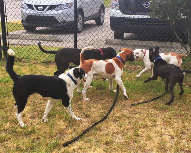 FOTAS: Group play can work wonders for shelter dogs | Pet News ...