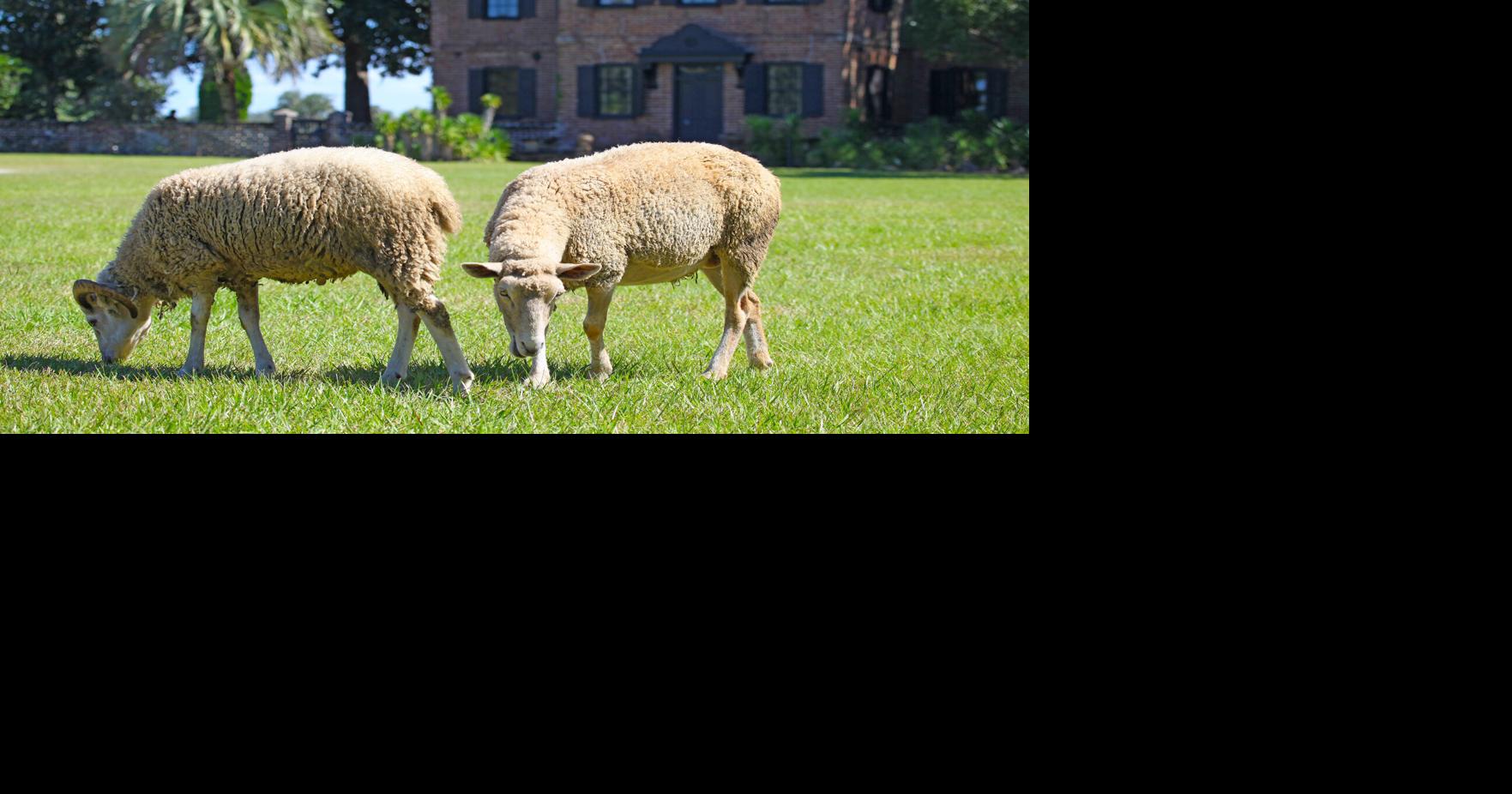 THIS AND THAT: Sheep rescue shows man’s compassion | Features ...