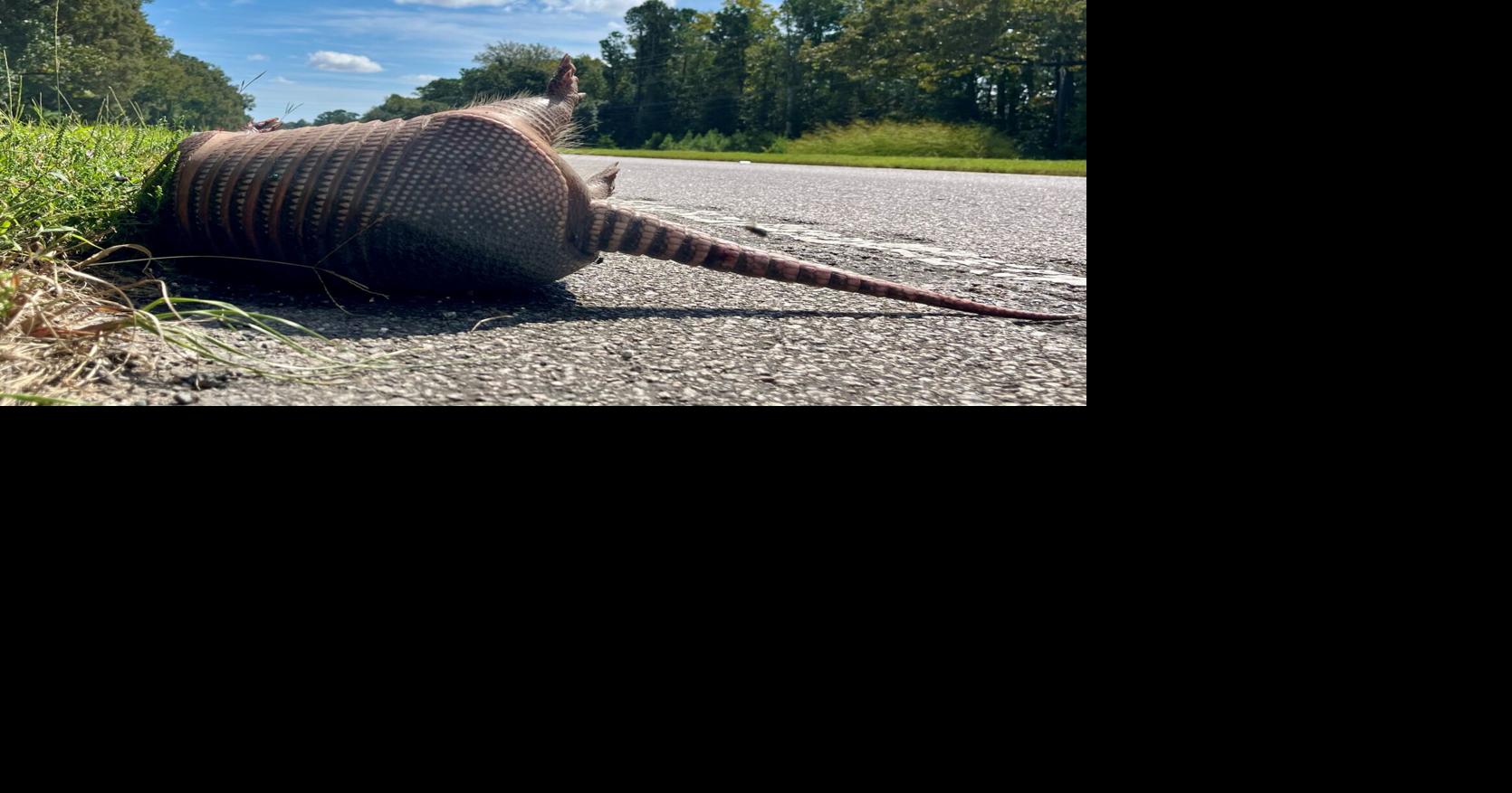 SC roadkill includes alligators, bears and wild hogs
