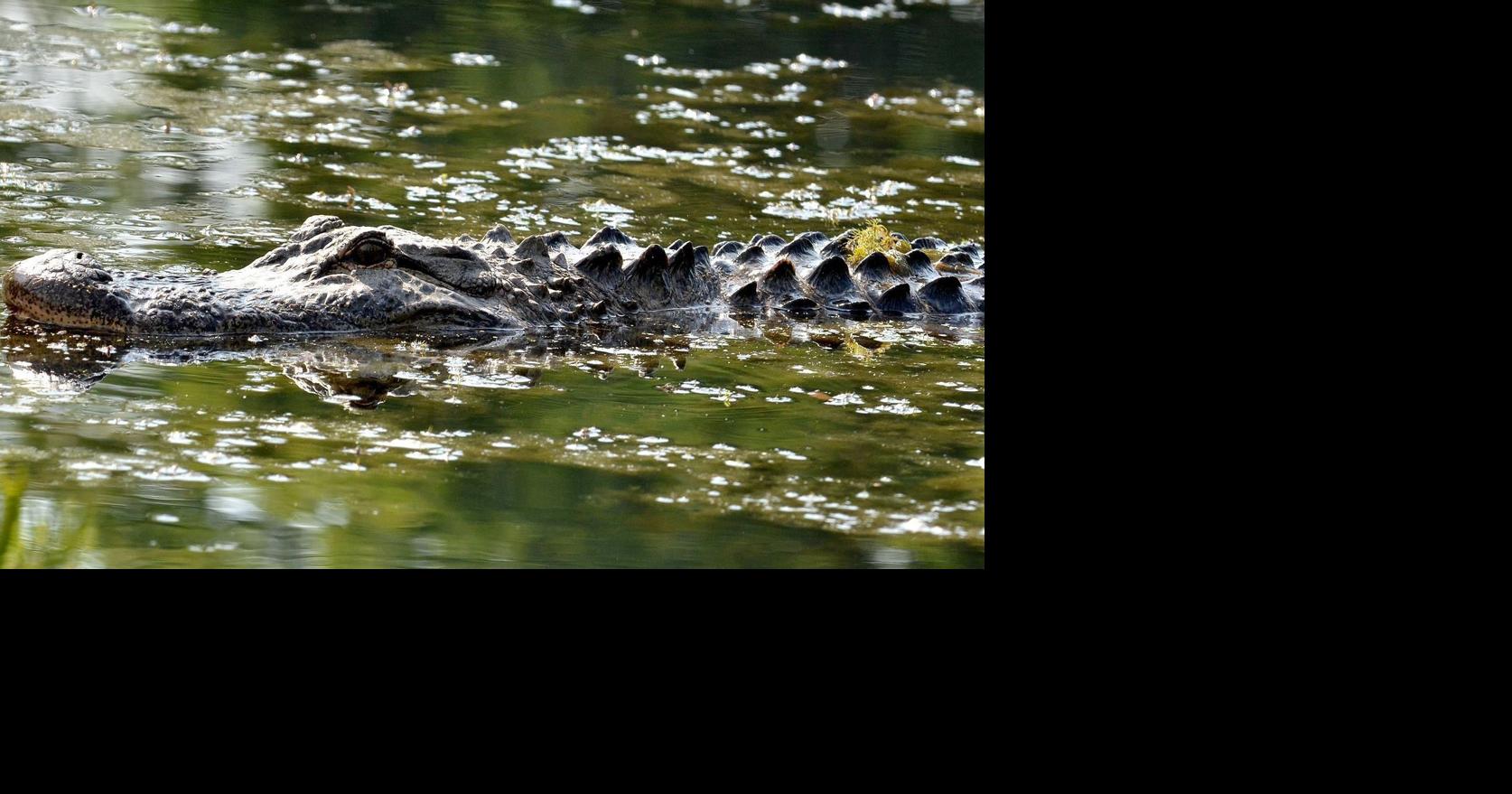Alligators to stay in North Augusta park