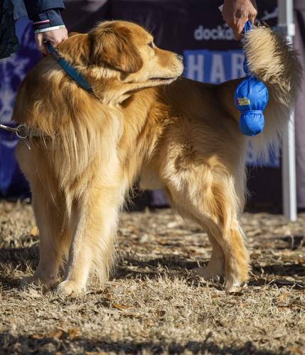 Photos: DockDogs makes a splash at SEWE