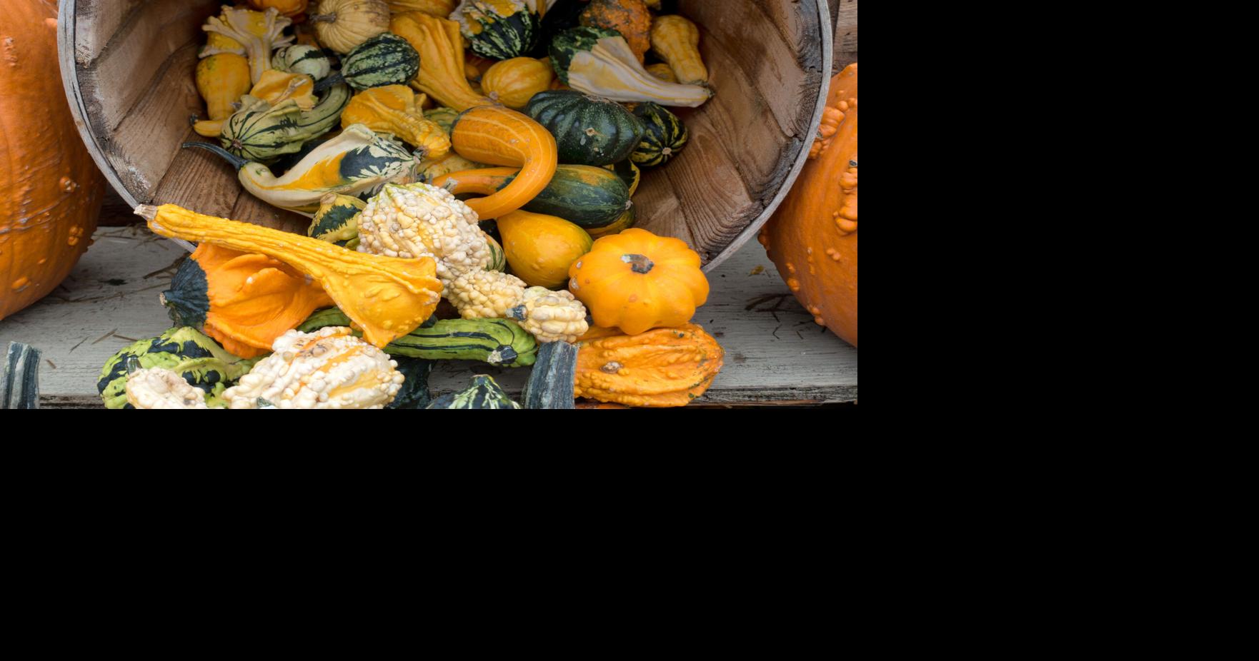 Gardening column: Ornamental gourds galore