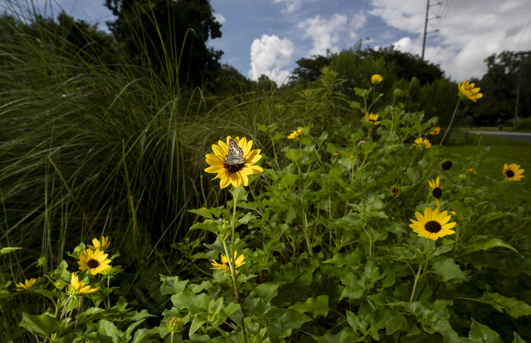 Abide A While garden center an 'oasis' in Mount Pleasant SC