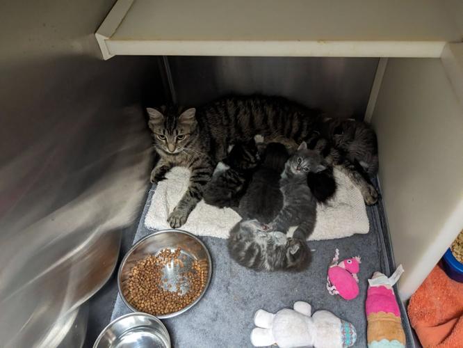 SPCA Albrecht Center offers tips for adopting a dog