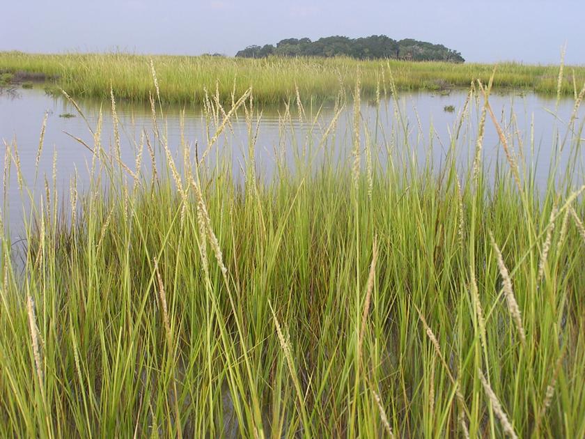 The ubiquitous SC coastal marsh grass is no longer called spartina ...