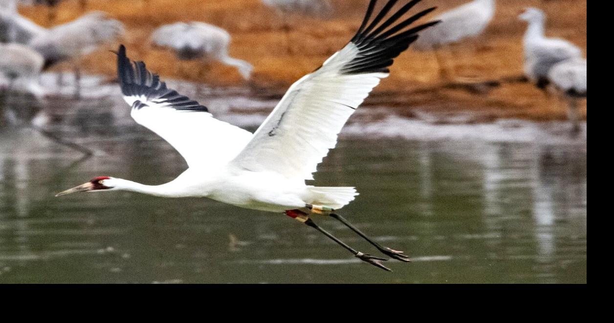 ECOVIEWS: Who are our biggest birds?