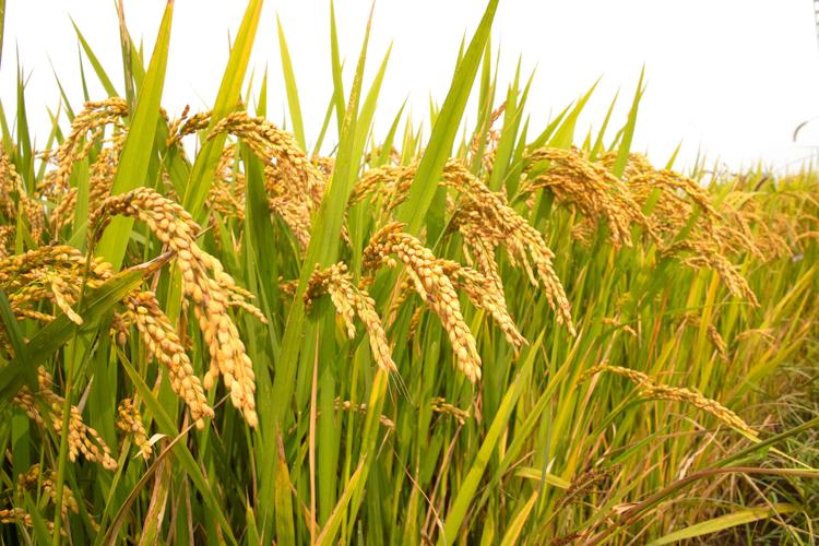 Gold Rice in the Lowcountry