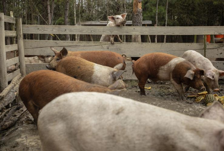 Photo Essay: Dorchester County pig farmer creates new family tradition