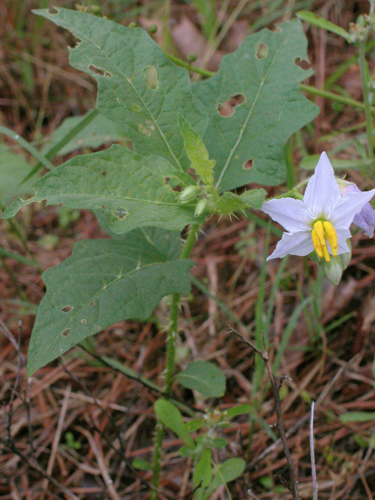 Can you identify this week’s mystery plant?