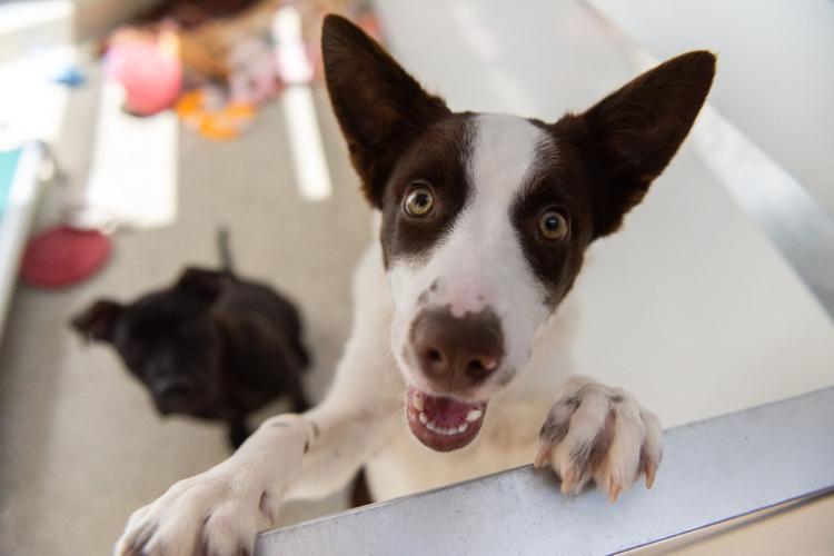 July 31 is National Mutt Day | News | postandcourier.com