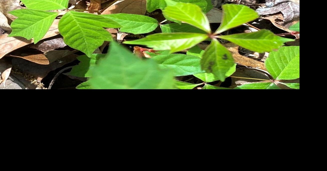 ECOVIEWS: Virginia creeper can cause itching like poison ivy