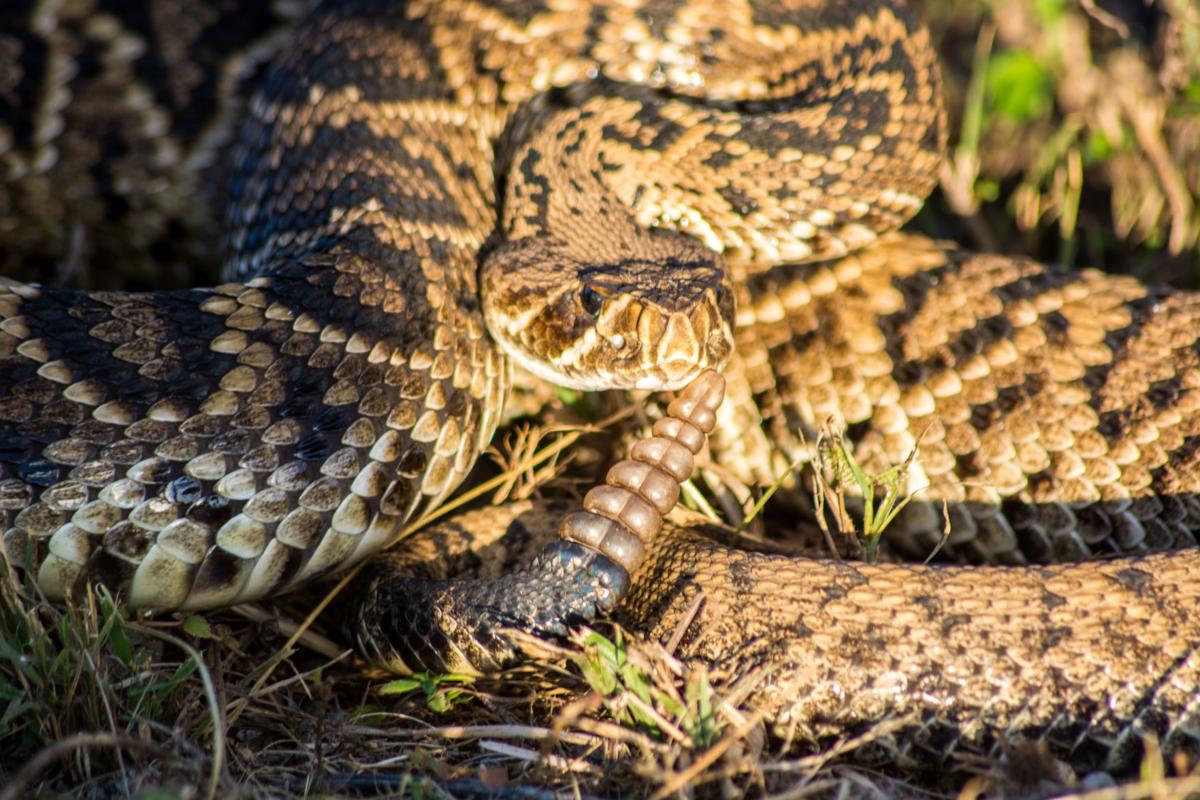 See a Snake? Here's How to Identify the Venomous Ones in South Carolina
