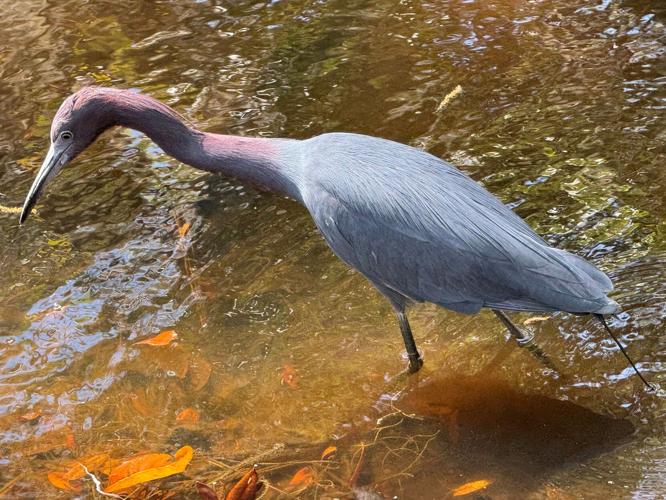 Reader photos: Marsh Birds