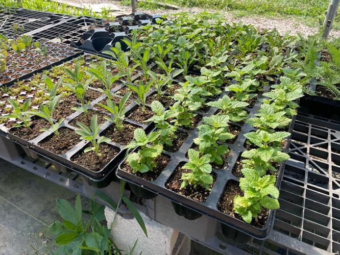 Spartanburg's Wild Roots Farm making a difference in food
