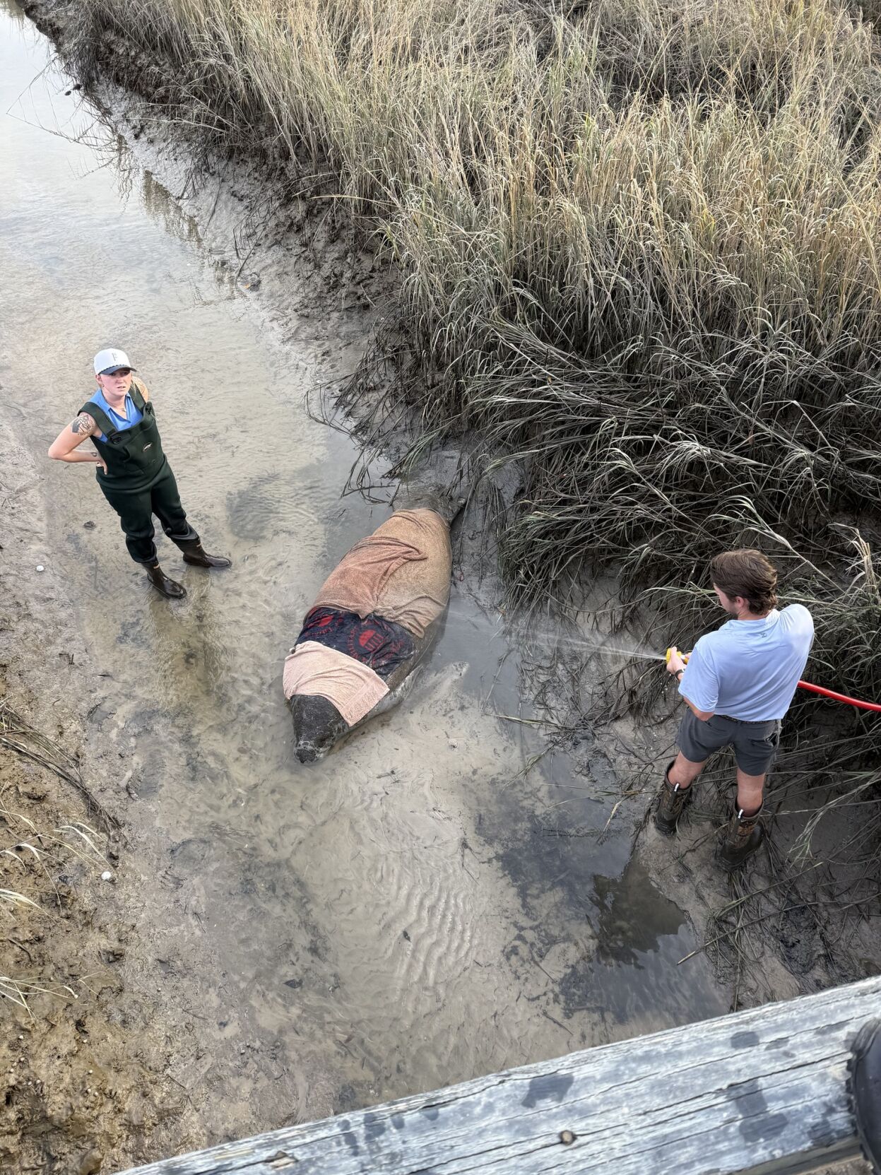 Golfers discover stranded manatee on Bluffton, SC course