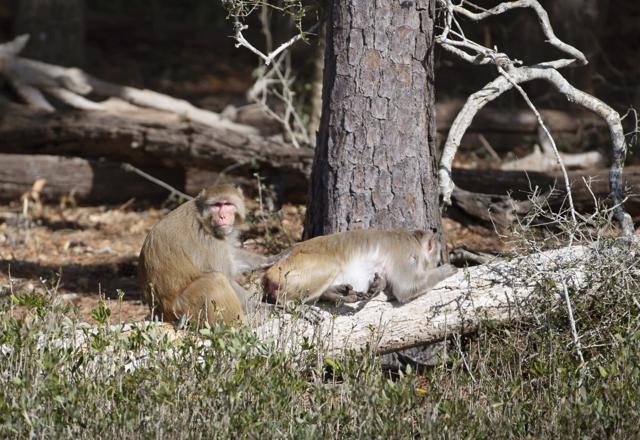 SC Morgan Island houses rhesus monkeys used in research