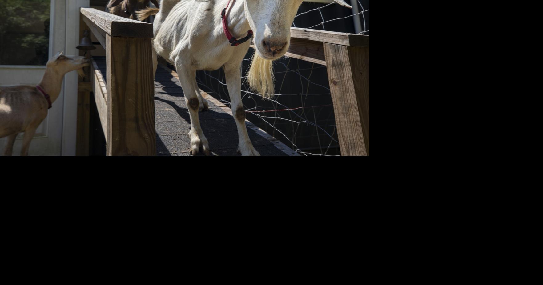 Enjoy goat yoga, milk and cheese at The Goatery