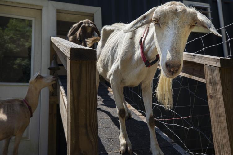 Photos: Farm animals kid around at The Goatery on Kiawah River