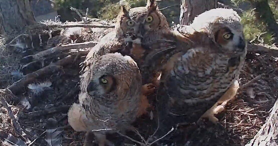 What killed one of Hilton Head's famous young owls?