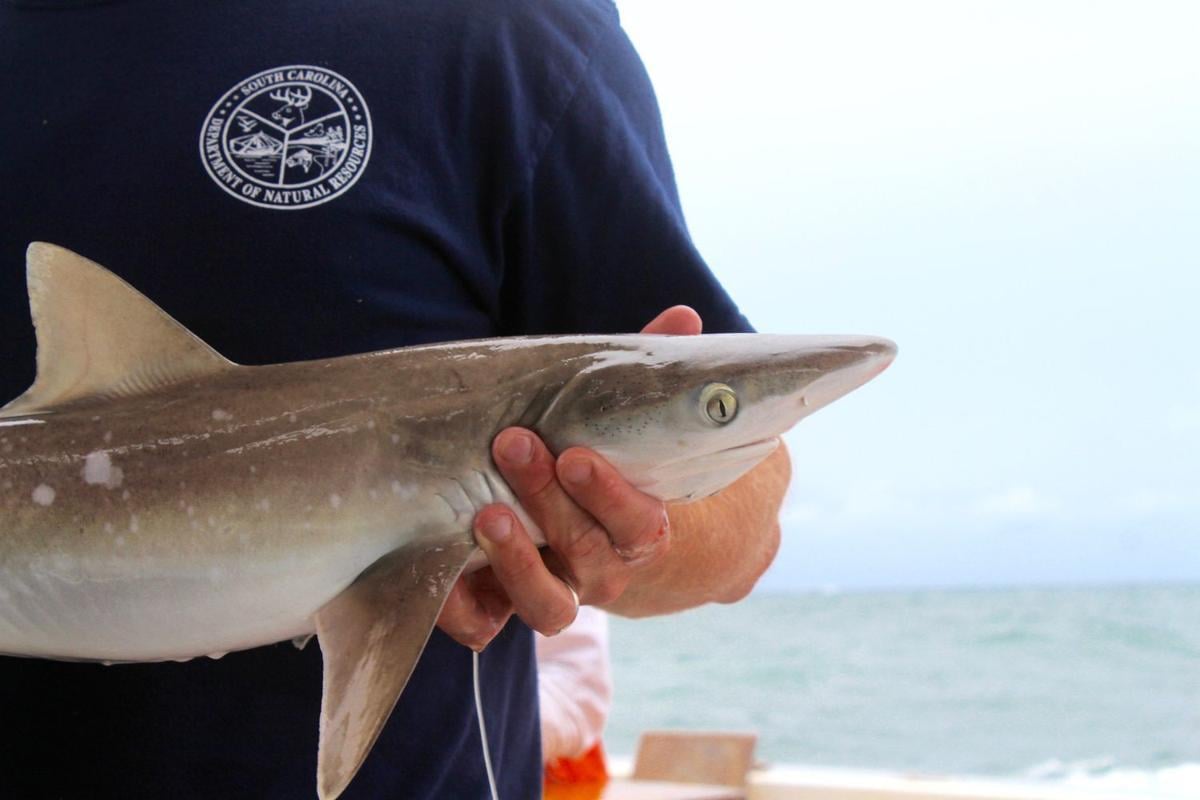 sharpnose shark bite