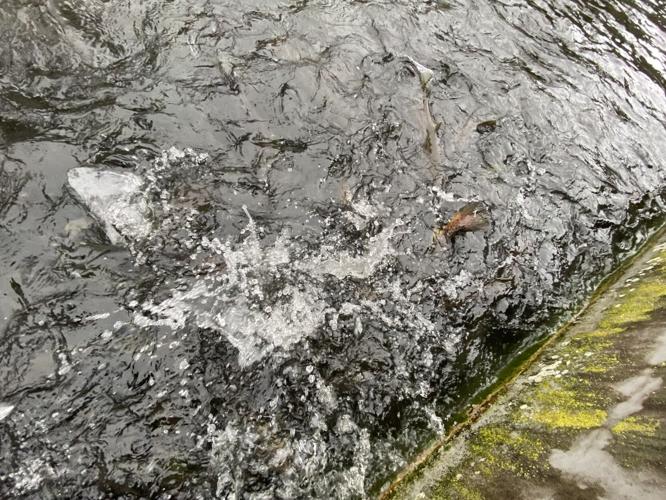Walhalla hatchery releases 500,000 in SC fish yearly