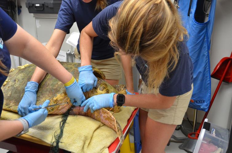 Plastic chokes hundreds of marine animals, including SC sea turtles ...