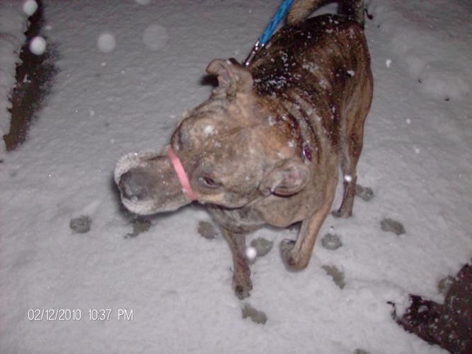 Snow Photos from Readers | News | postandcourier.com