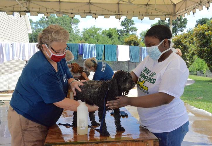 ANIMAL CONNECTION: SPCA Albrecht Center in need of volunteers