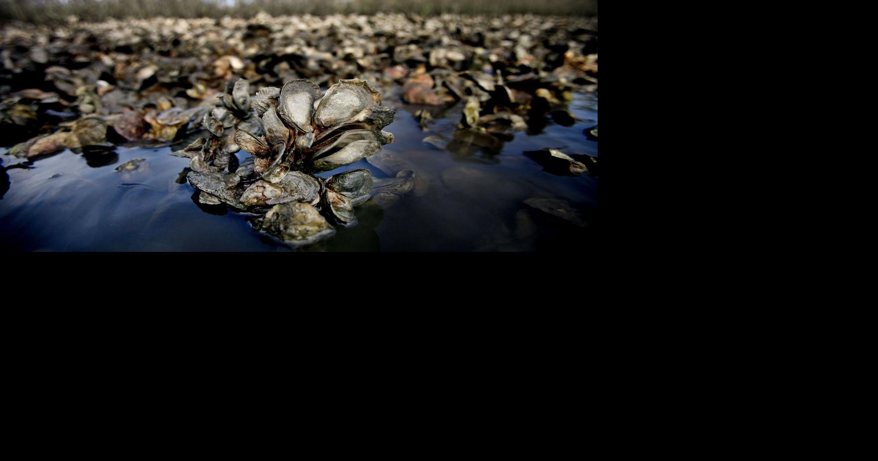How could stronger storms impact South Carolina's shellfish? | SC ...
