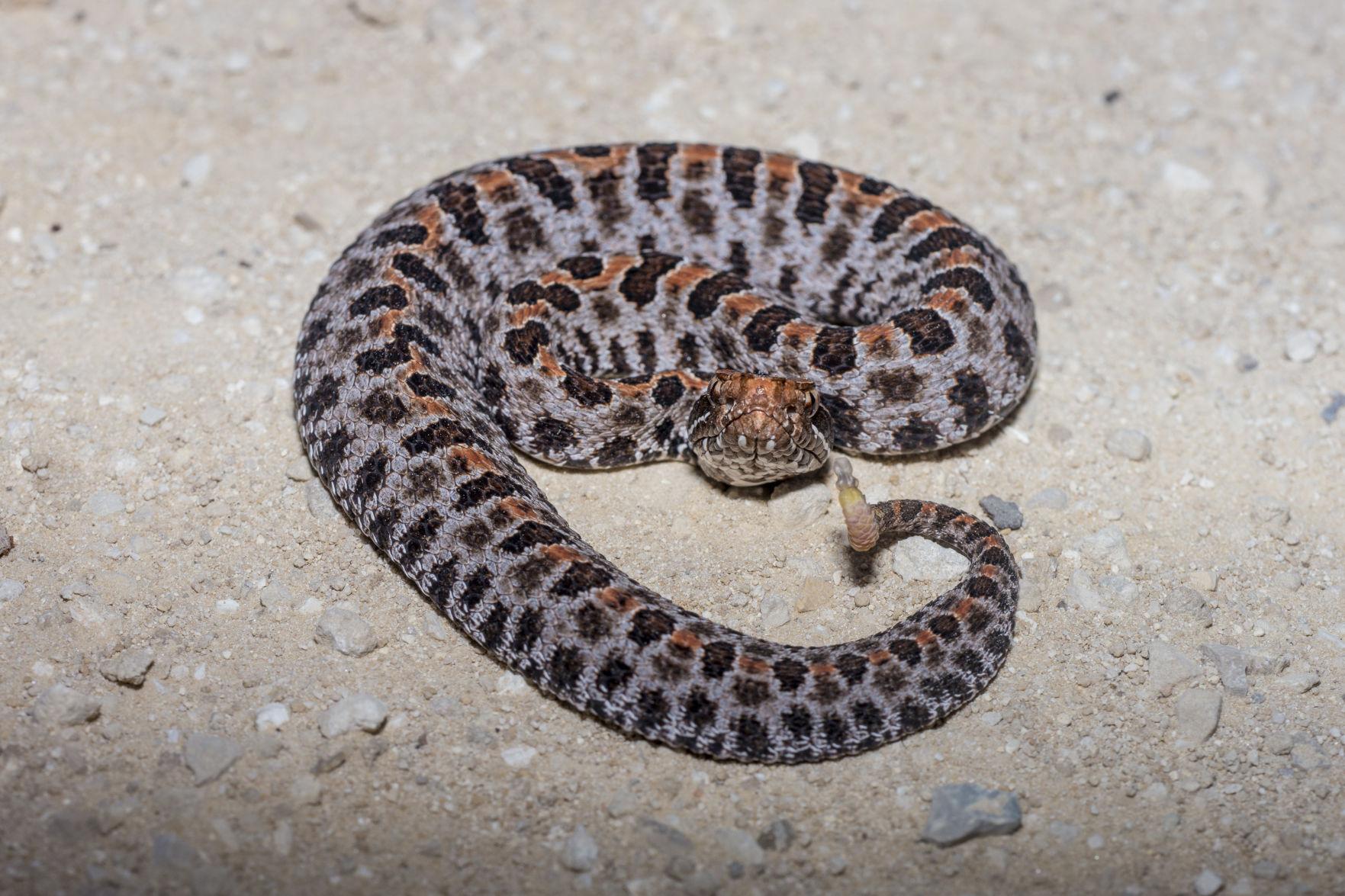 See a snake? Here's how to identify the venomous ones in South Carolina ...