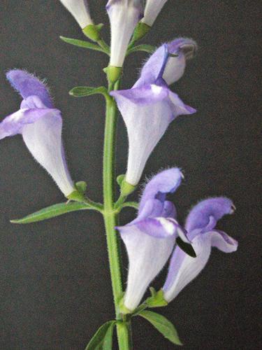 Mint family member attractive perennial | Home and Garden ...