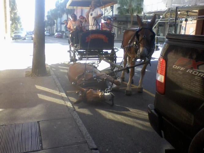 Mule OK after falling on Charleston street, carriage company says