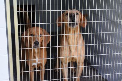 Summerville animal shelter Dorchester Paws 'beyond critical capacity'