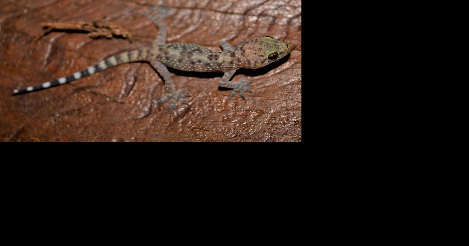 ECOVIEWS: The Southeast has exotic lizards