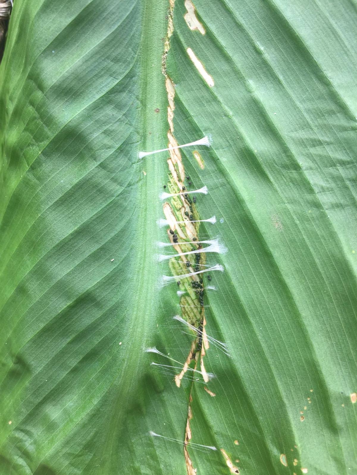 Cannas are easy perennials for summer gardens | Home and Garden ...