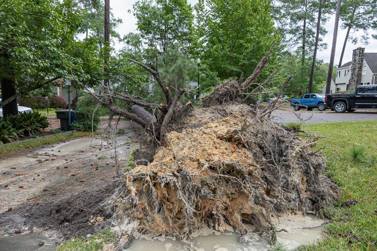 Photos: Helene thrashes Forest Acres near Columbia, downing trees and ...