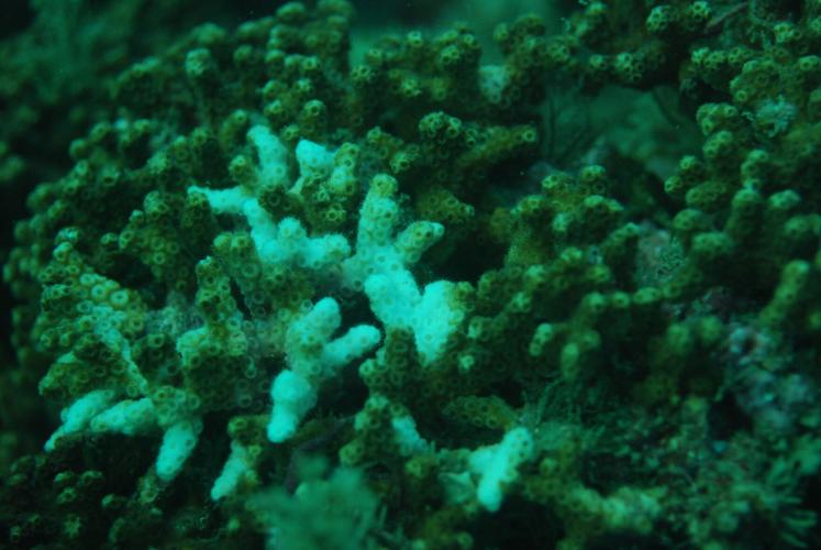 Charleston professor created image of a secret coral reef