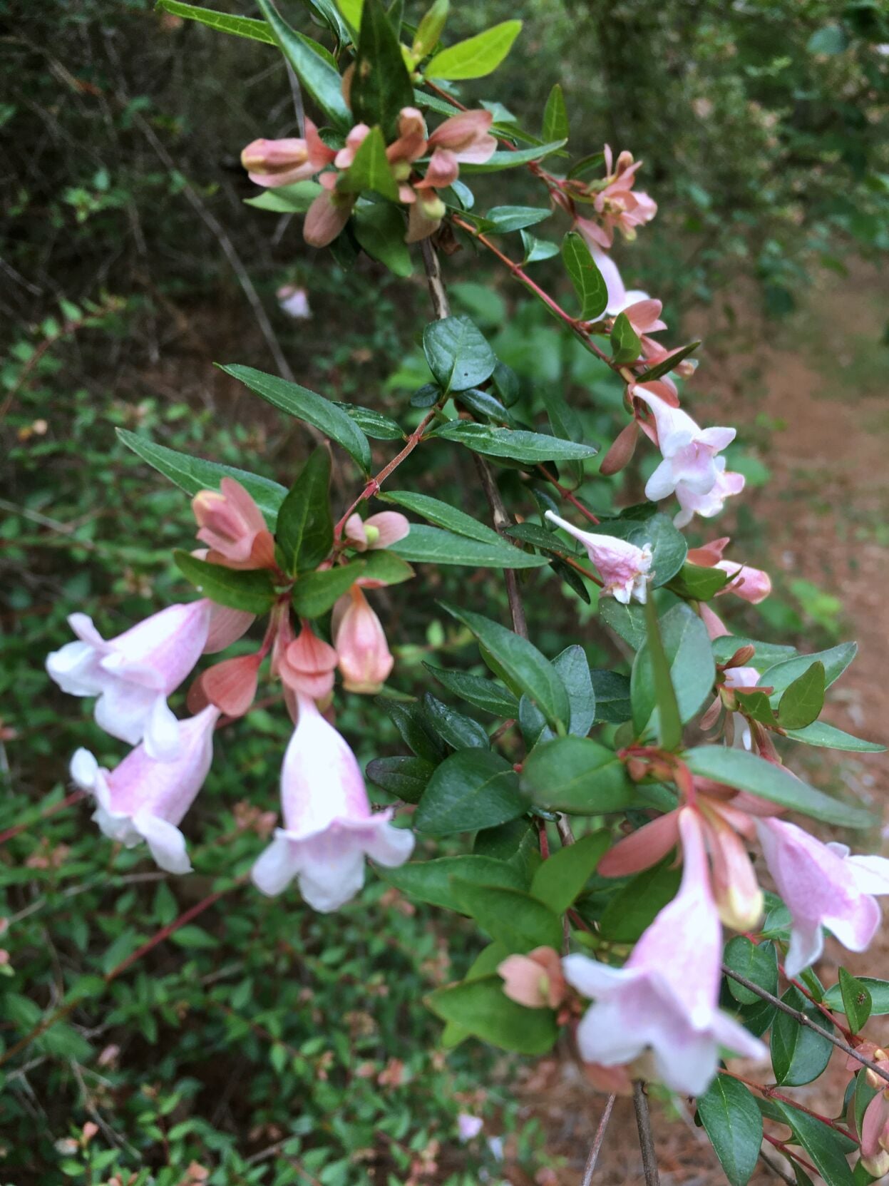 AIKEN MASTER GARDENERS: Proper irrigation can help plants thrive during ...