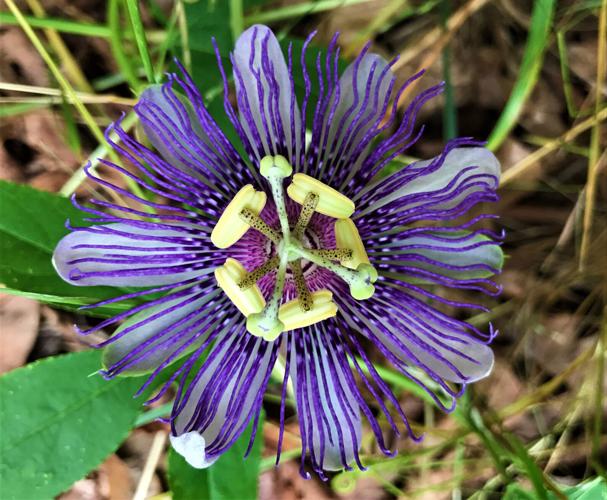 ECOVIEWS: Edible wild plants are all around us