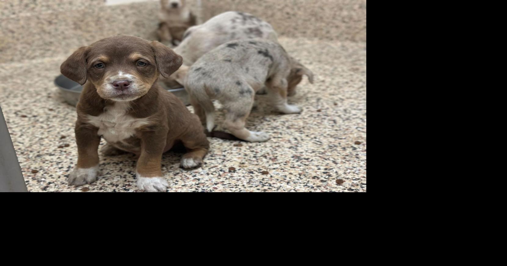 SPCA Albrecht Center offers tips for adopting a dog