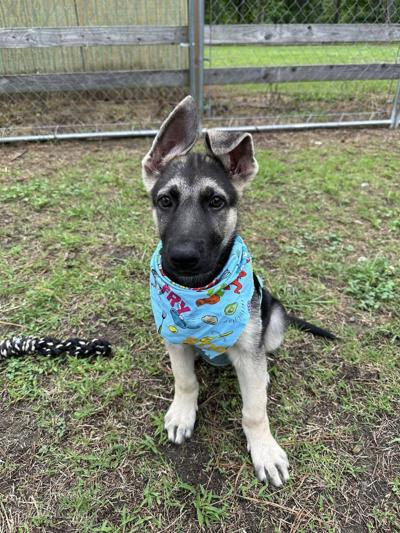 GCPD introduces 'Creeker' | Community News | postandcourier.com